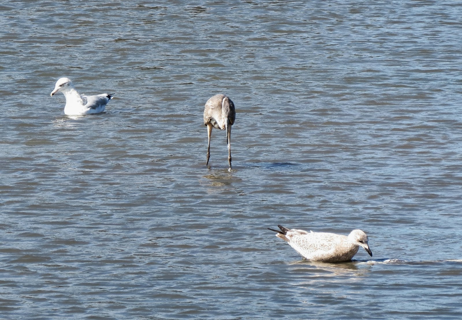 Kitchener-Waterloo Naturalists Field Trip - Travels With Birds