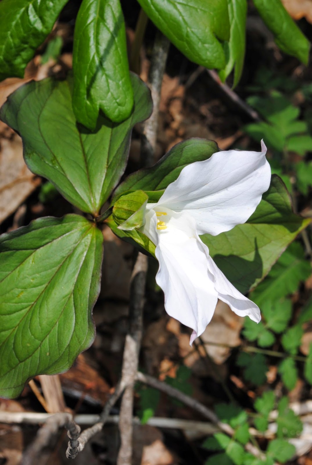 West Virginia Native Wildflowers-The Big Year, 2013: Enjoying Spring