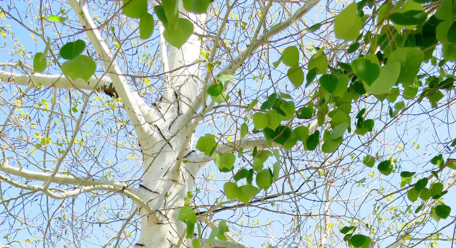 Living Rootless: Colorado: Boulder: Leanin' Tree Museum and Sculpture ...