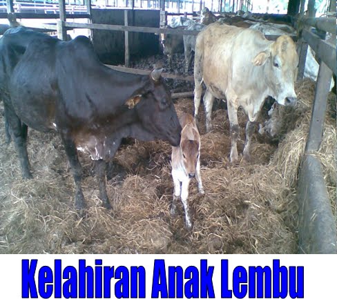 bukan doktor veterinar: Kelahiran Anak Lembu..
