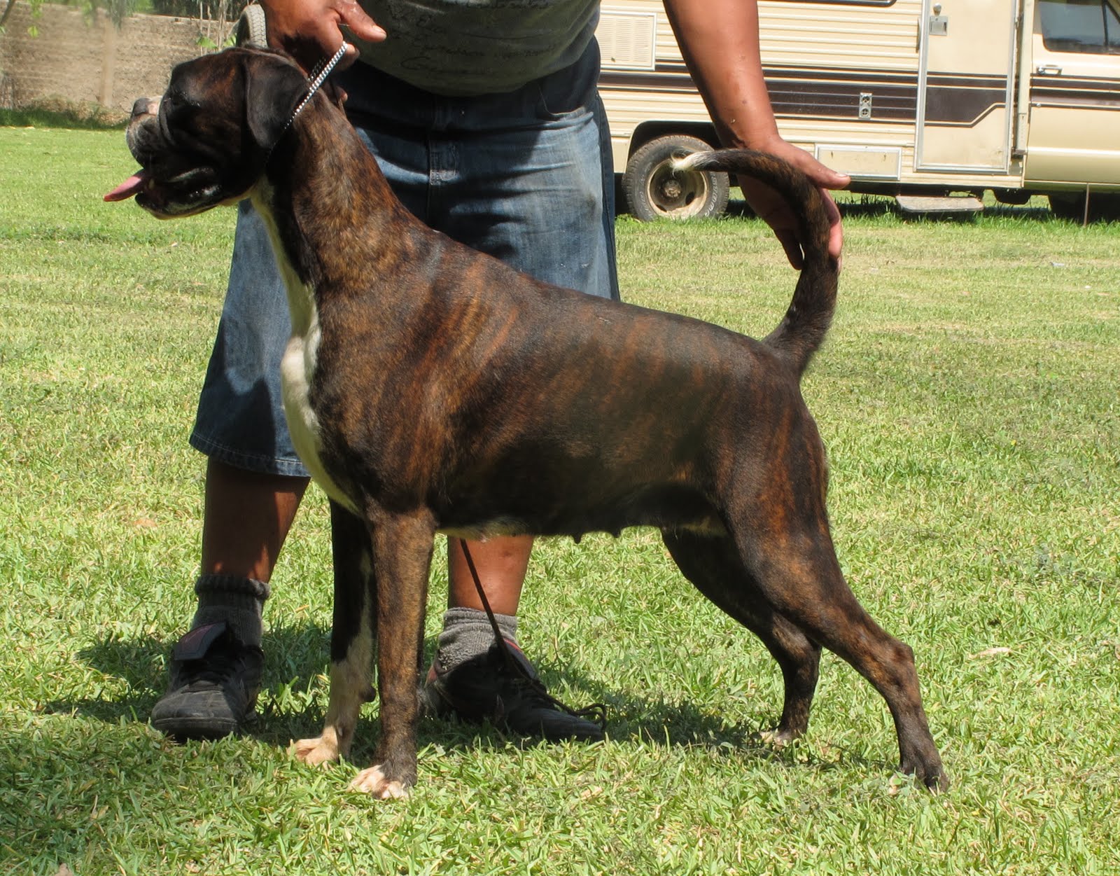 mythos boxers: Hembras