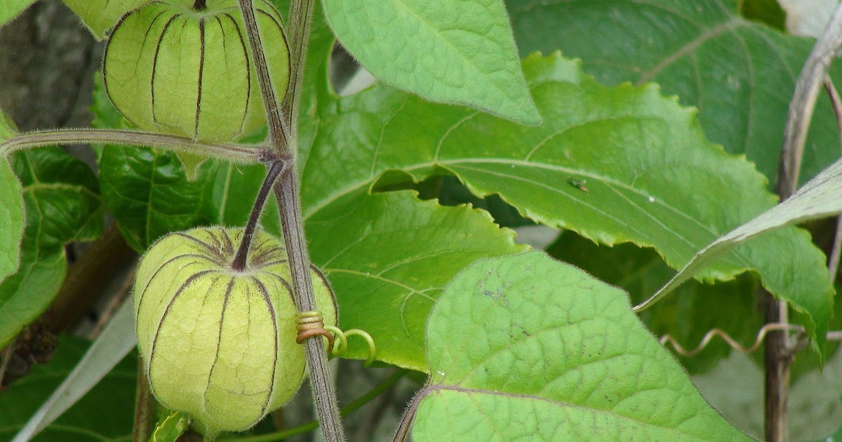 Tudo Sobre Canapum | Physalis angulata