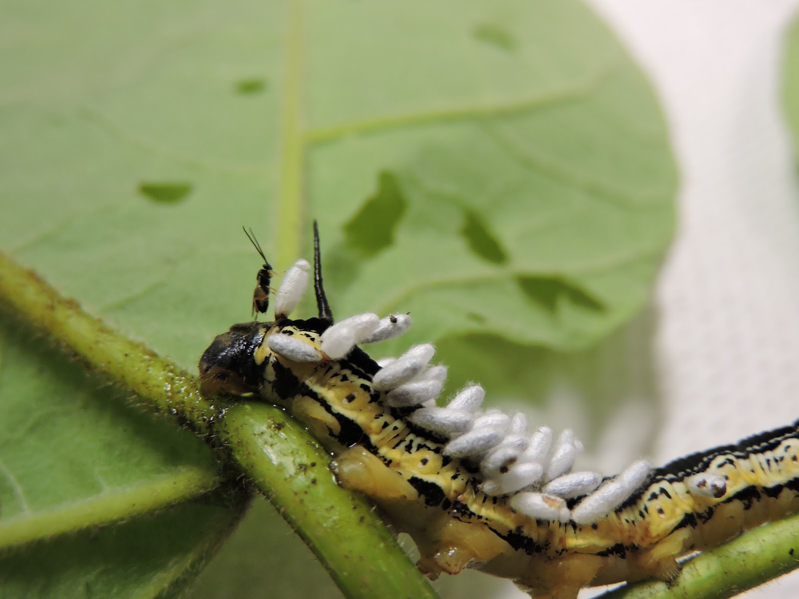 Capital Naturalist by Alonso Abugattas: Catalpa Sphinx Moth Caterpillars