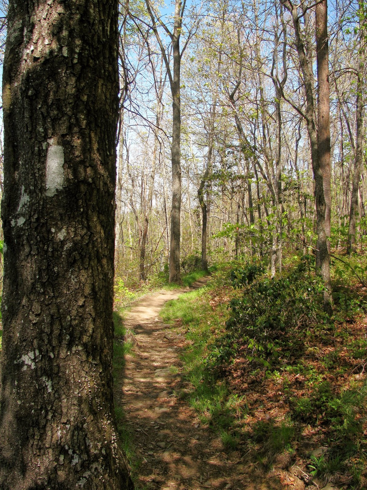 Tales From The Wood Booger: AT Day Hikes: The Wonders Of Woody Gap