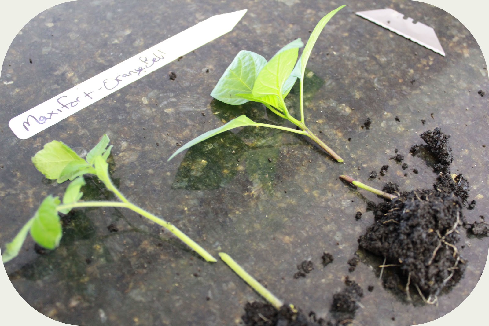 Homestead Roots: Grafting tomatoes and peppers onto Maxifort Rootstock