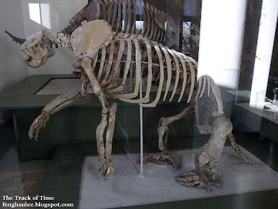 American Museum of Natural History - Primitive Mammals | The Track of Time