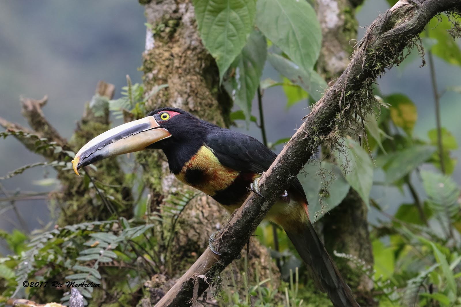 Pale mandibled aracari