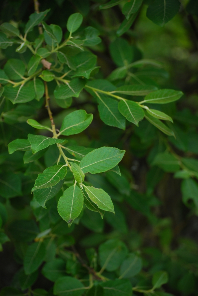 Természetesség-mérő Mindenkinek: Őshonos cserjék