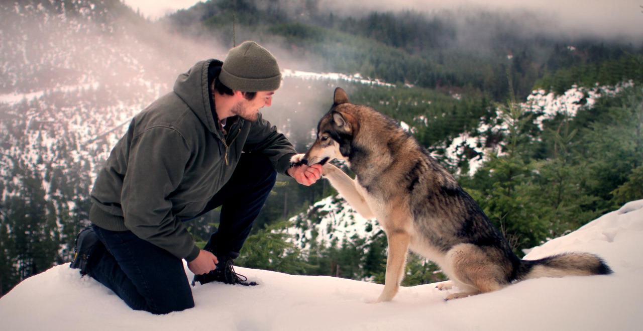 Taura Berá - Cão Lobo Tchecoslovaco