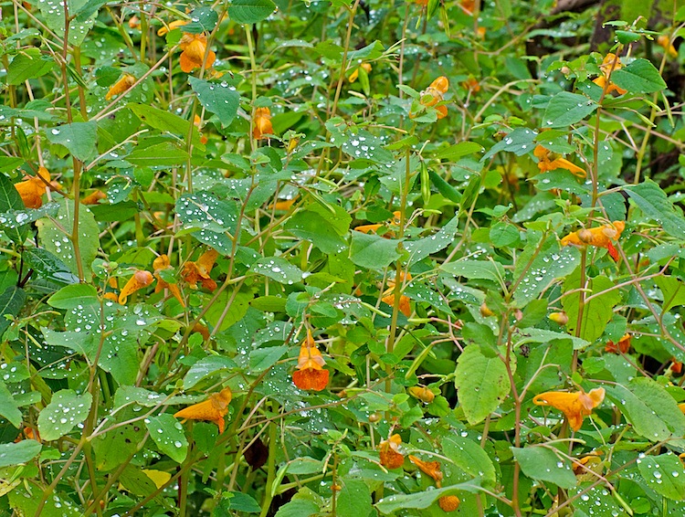 Riverdaze…: JEWELWEED