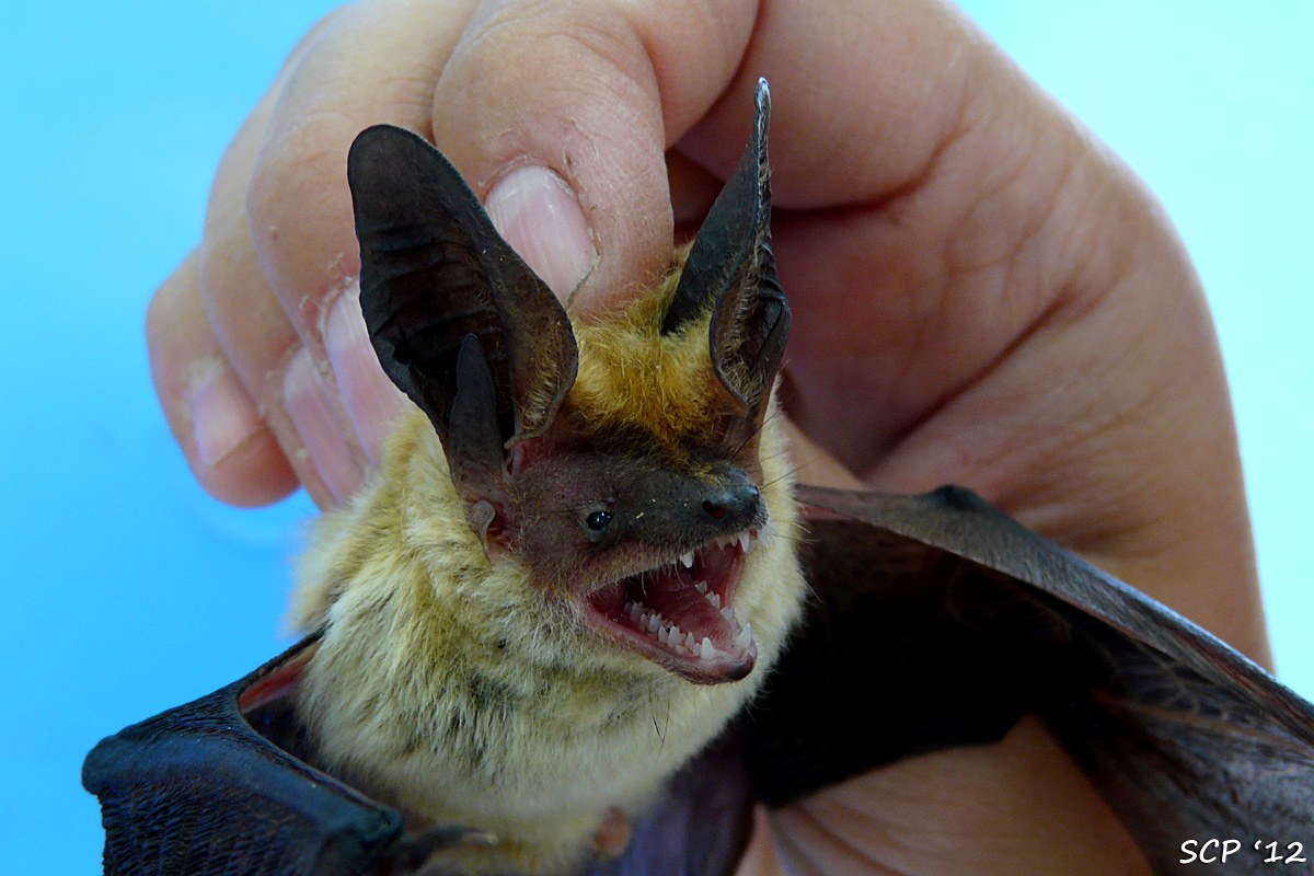 Galería Mamíferos: Histiotus montanus -Murciélago Orejudo-
