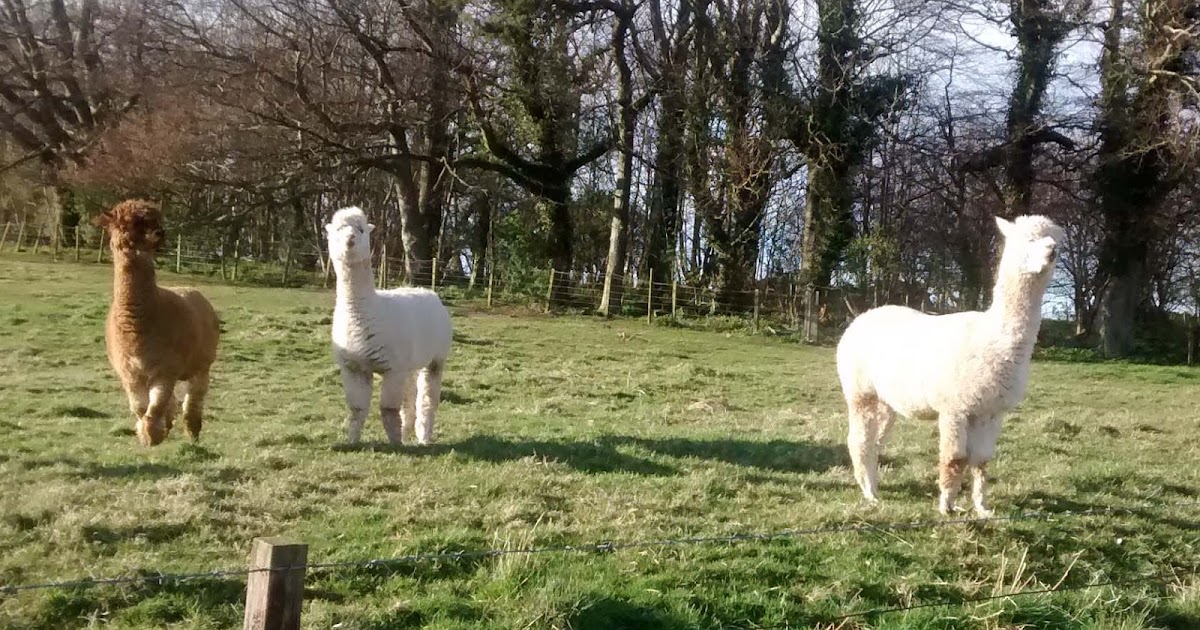GM4FVM's radio world: Alpacas, work and propagation, almost.