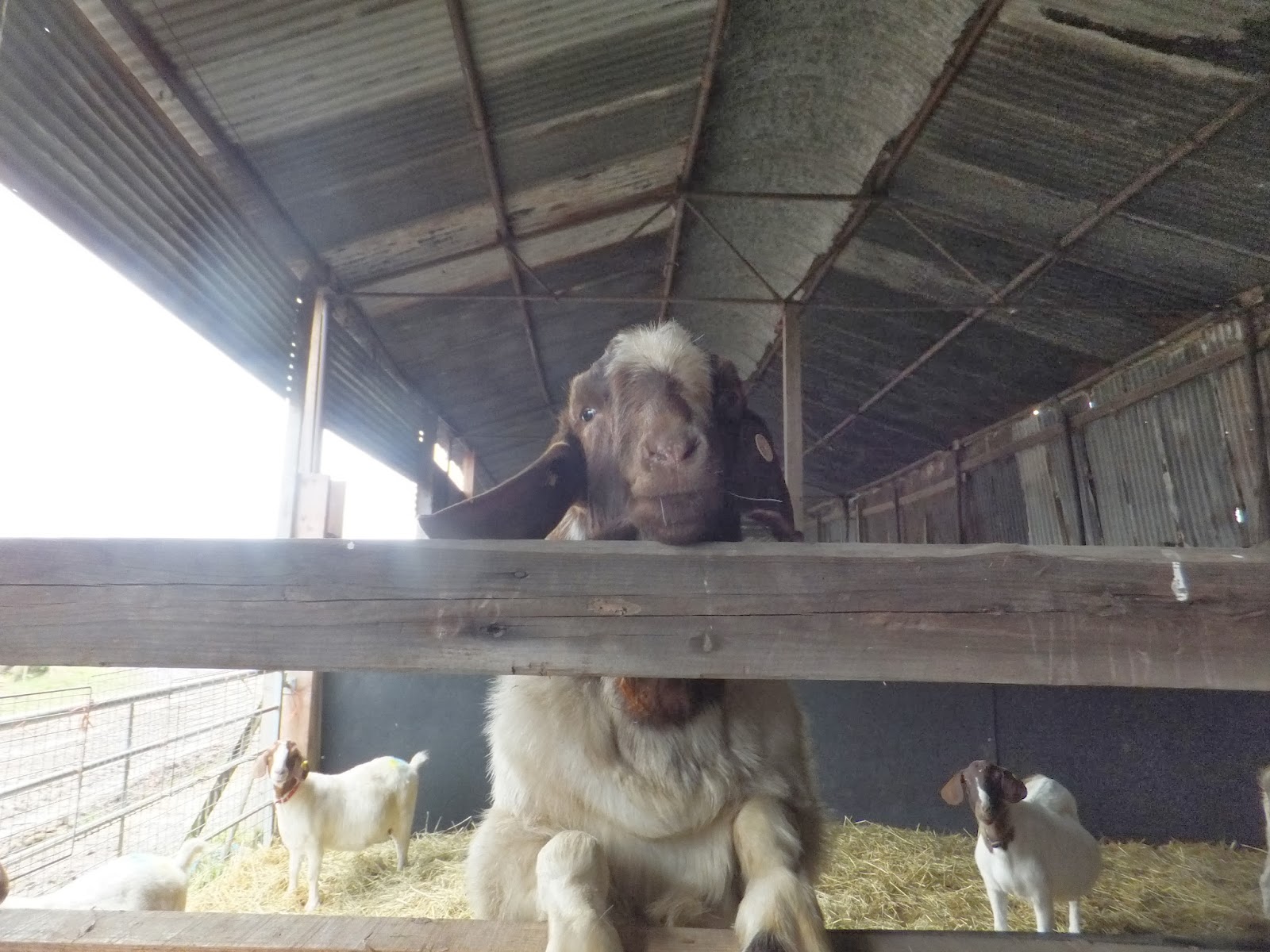 Bure Valley Farm