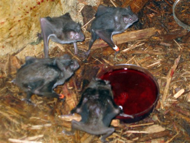 Deformutilation: Vampire Bats Feeding