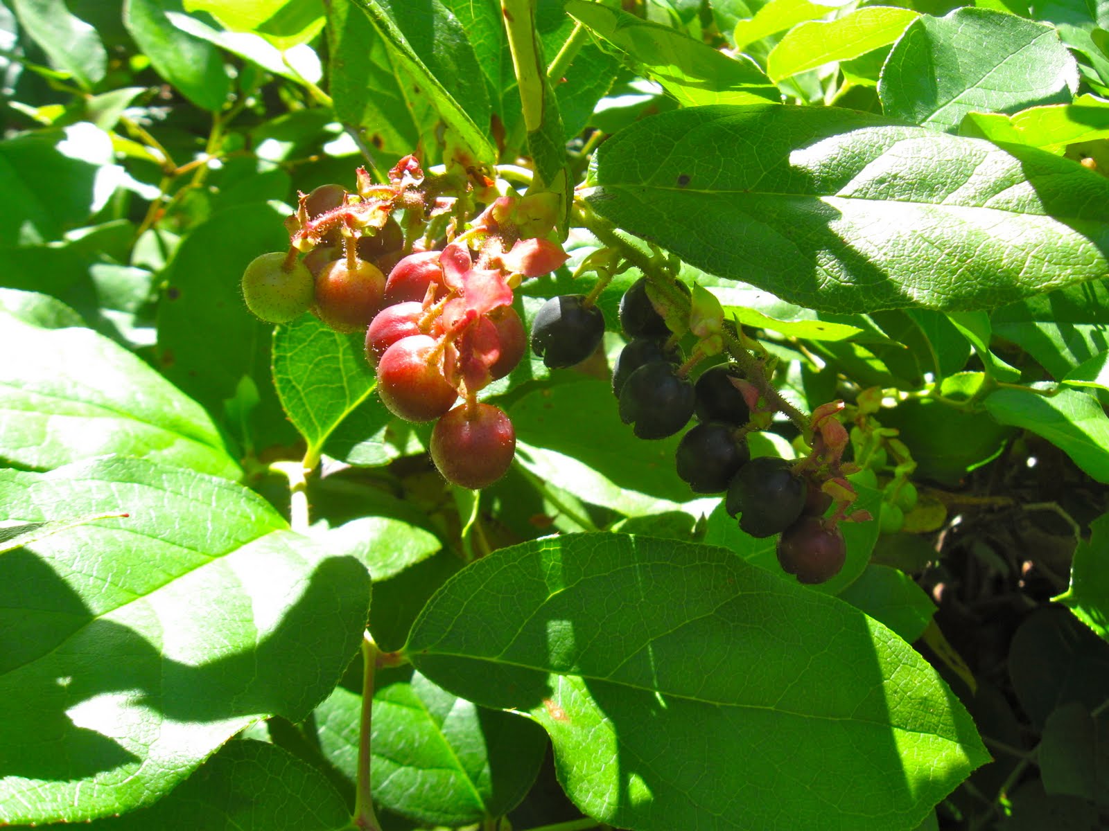 UrbanTerra: The Salal Harvest and What to do With It