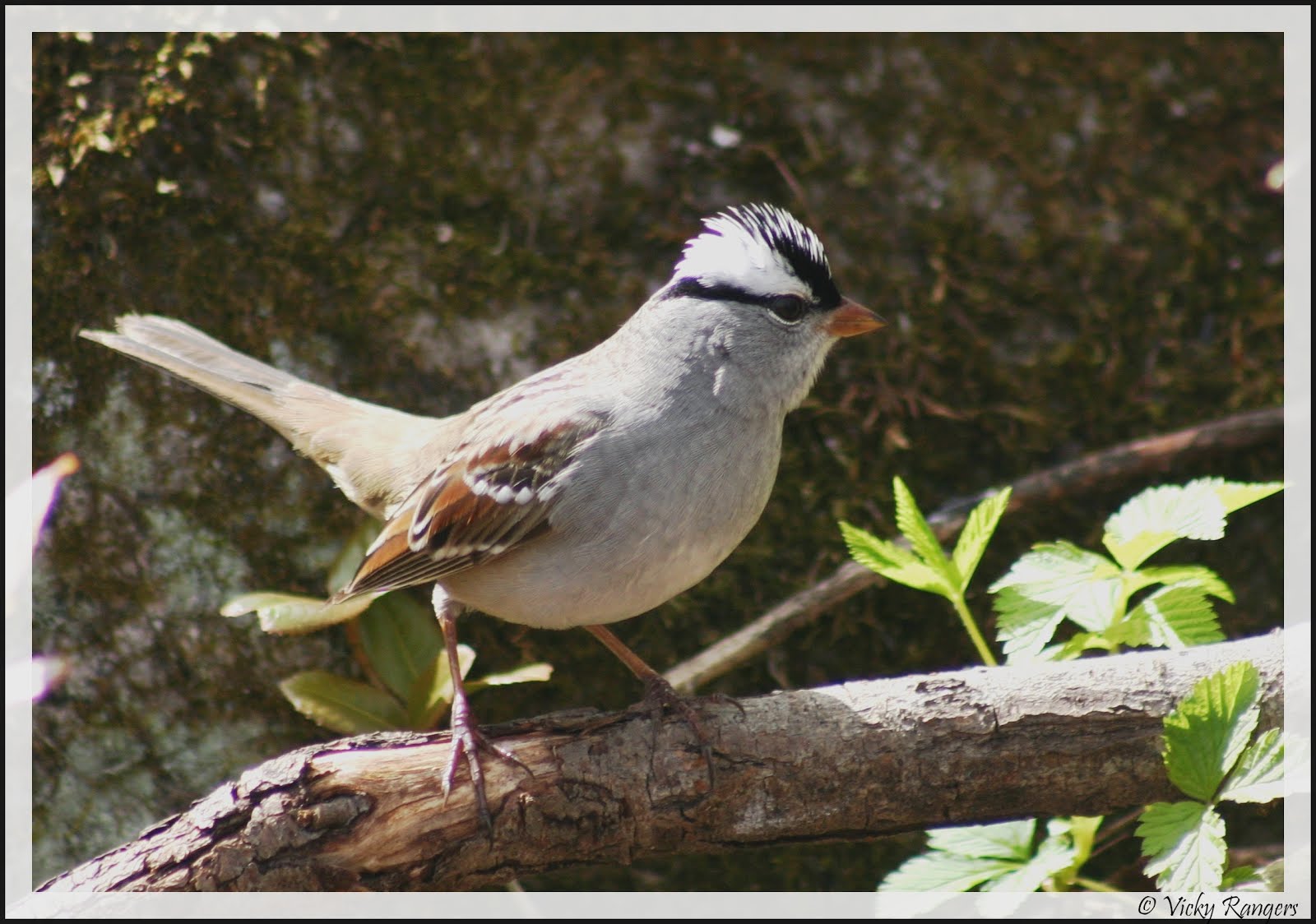 La faune et la flore du Québec en photos: Bruants