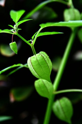 Cipluk'an (Physallis angulata Linn)