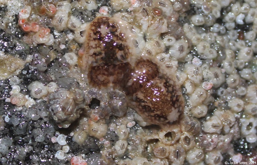 The Natural History of Bodega Head: The barnacle-eaters