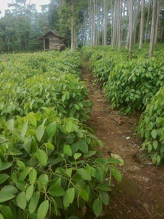Budidaya LADA PERDU | ANEKA TANAMAN KEBUN