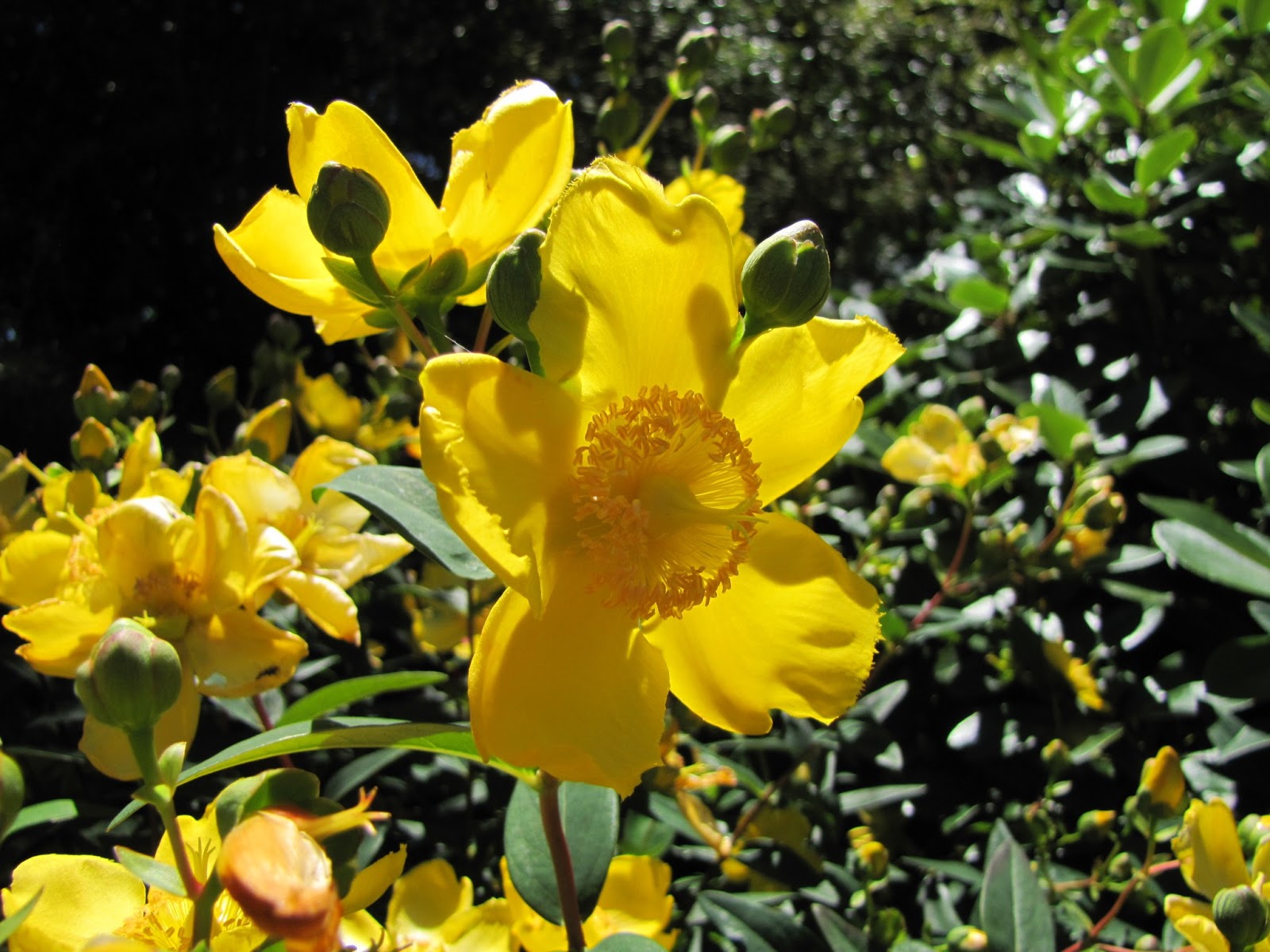 photographing New Zealand: yellow