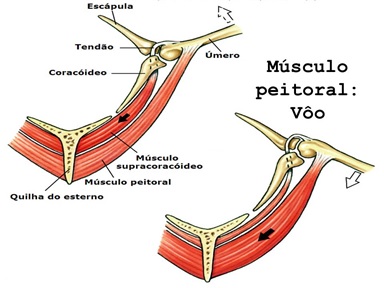a tricolina biologa: AVES
