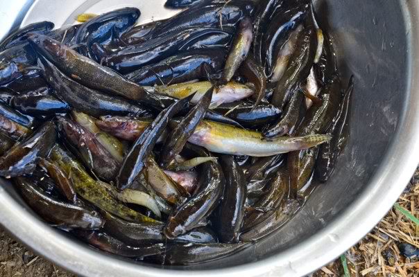 Life, Simplified: RIVER SONG