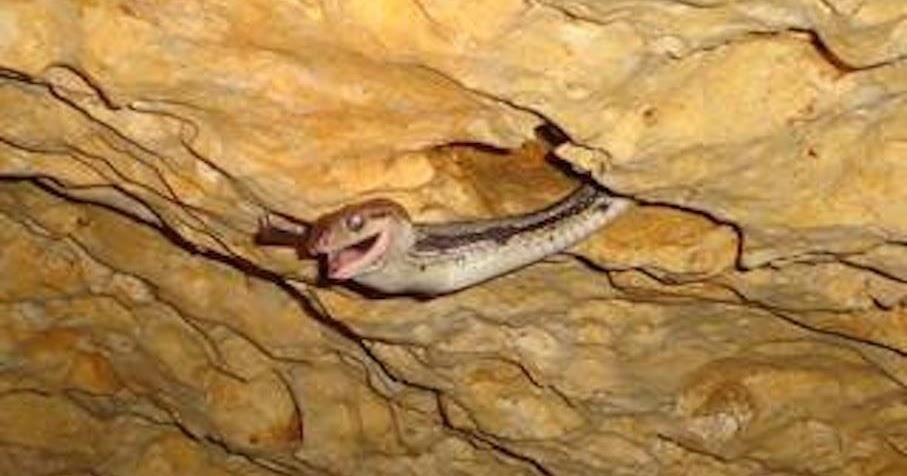 CoyoteSwamp: And now, a cave full of dangling snakes.