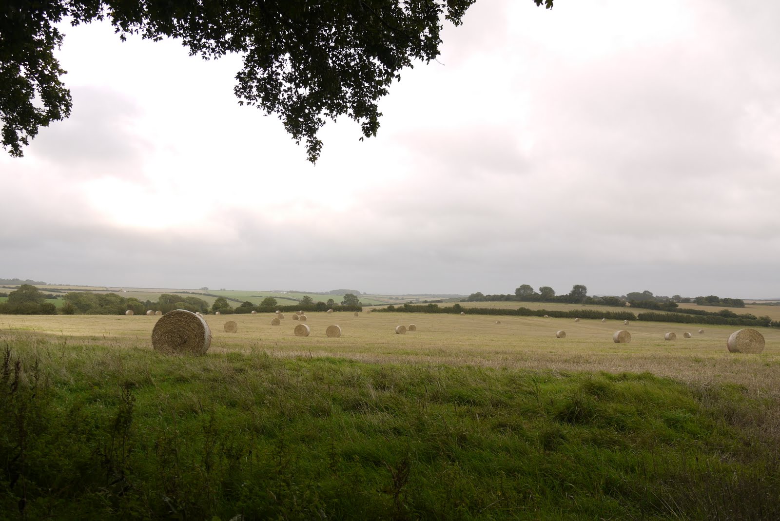 Walking in the country: Milton Abbas and Gallows Corner