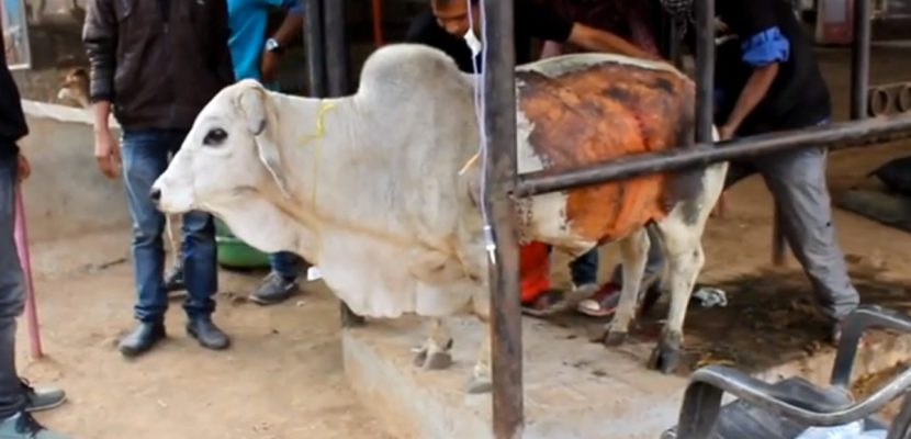 Noticias Nacionales e Internacionales: UN TORO PESABA 400 KILOS Y ...