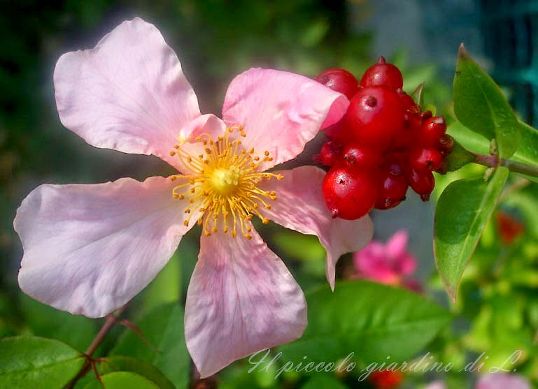 Il piccolo giardino di L.: La mia siepe mista profumata: il caprifoglio ...