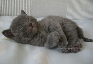 Raza de gatos: Gato Chartreux