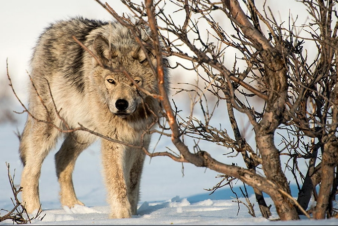 White Wolf : 29 Majestic Photos of Russian Wolves by Ivan Kislov Are ...