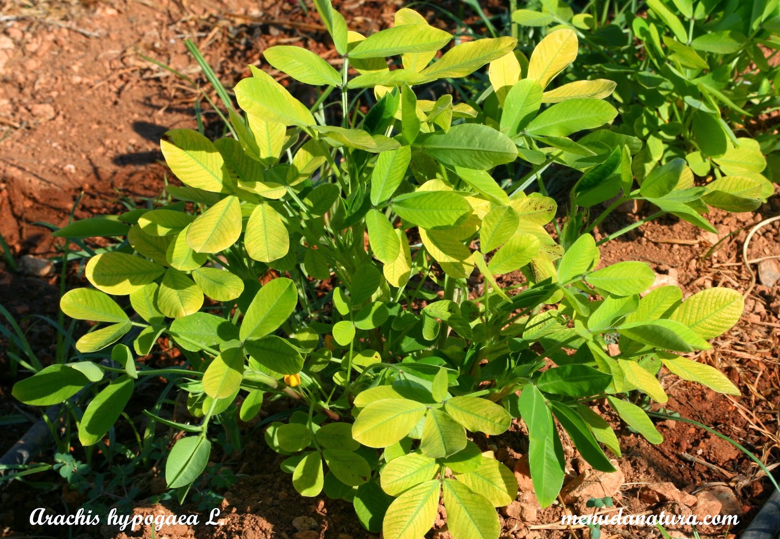 Menuda Natura: Arachis hypogaea L.