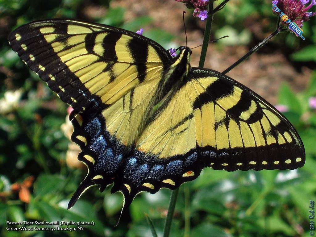 Vivien's: 10 Most Beautiful Species of Butterflies