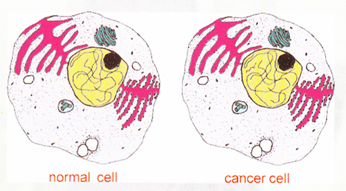 Soal dan Pembahasan Soal OSN Biologi SMA Tingkat Kabupaten/Kota Tahun ...