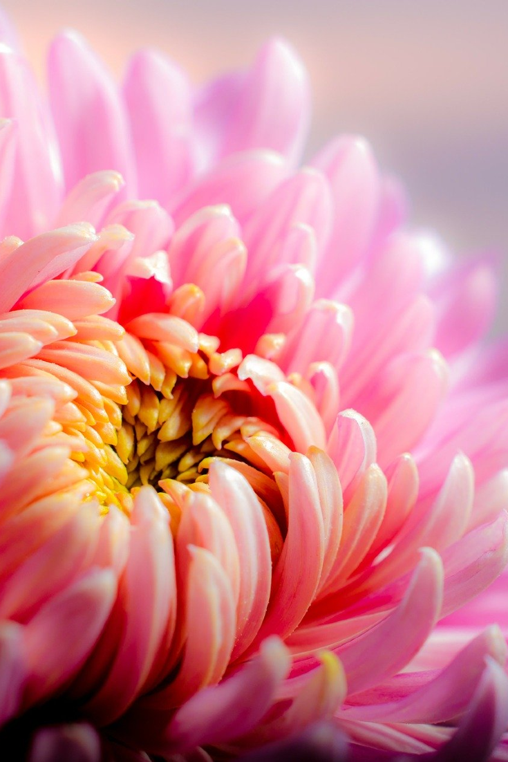 Most Beautiful Exotic Flowers | pixstellen