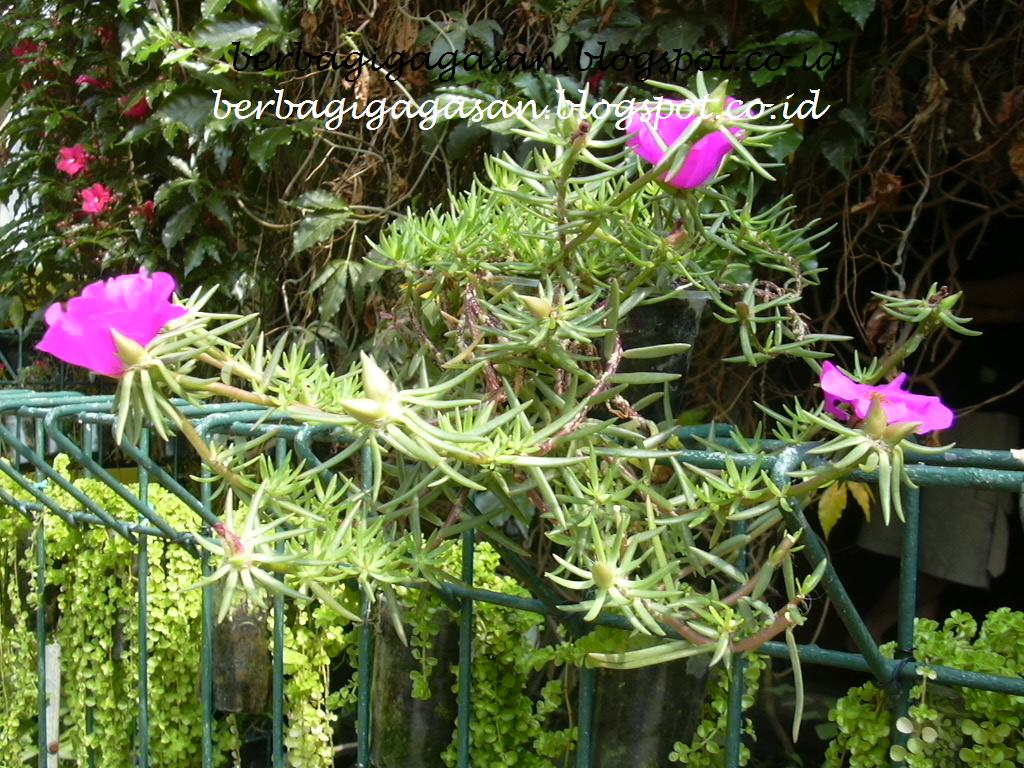 20+ Tanaman Rambat Kawat, Terkeren!