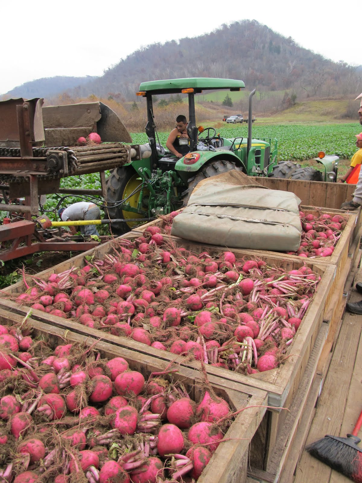 Harmony Valley Farm: Vegetable Feature: The Many Colors of Storage Turnips