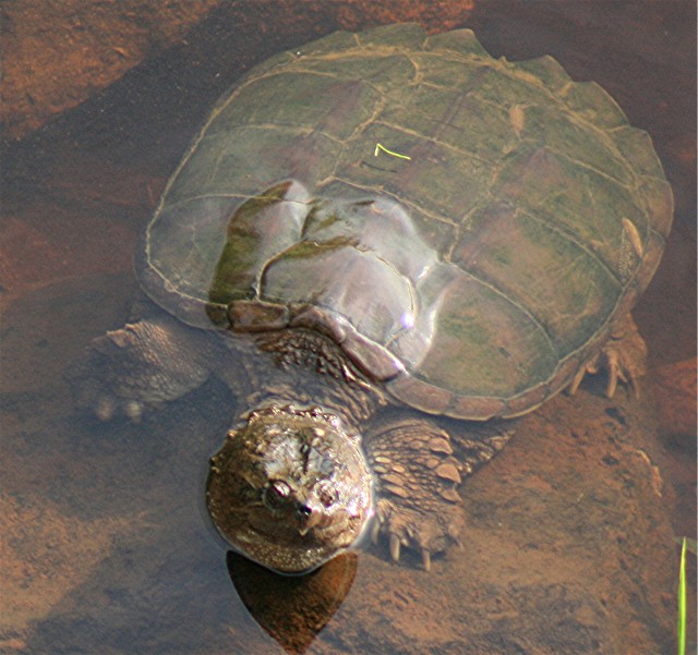 nature tales and camera trails: A Snapping Turtle in the river Part One