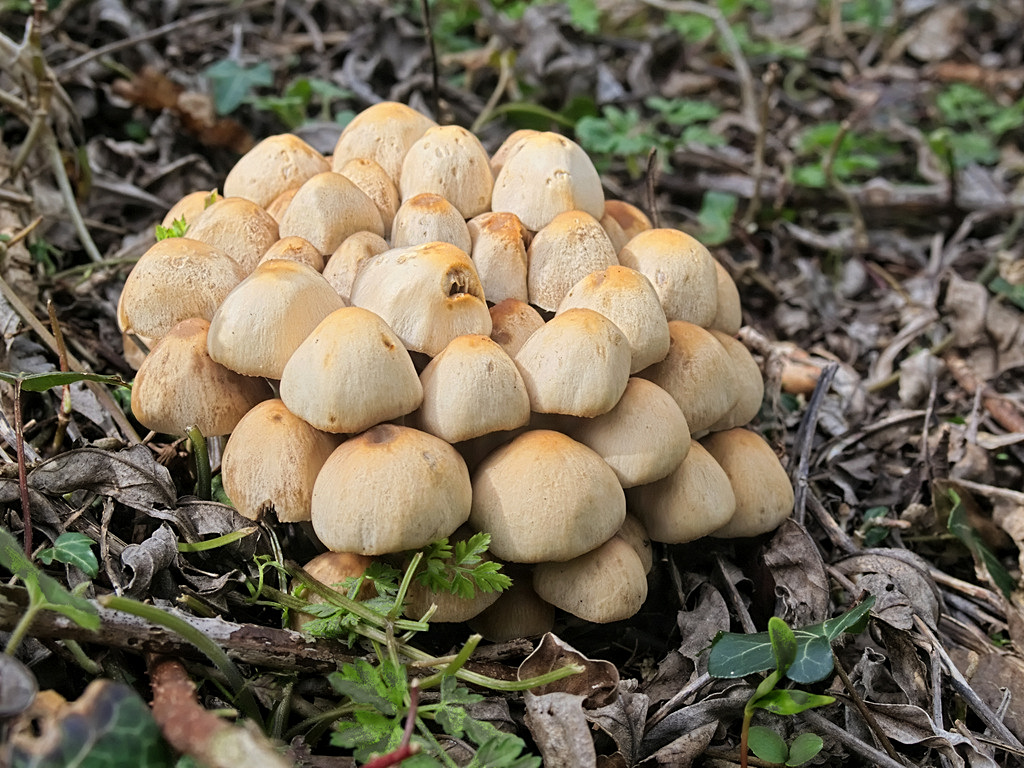 Milton Country Park Through the Year: January 2017