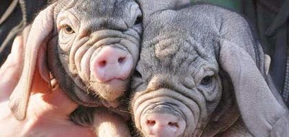 City Girl, Country Life: On The Farm: A look at Carl Blake