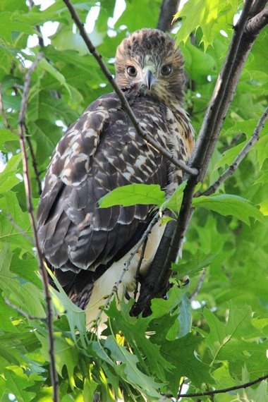 Hawkwatch at the Franklin Institute: #1 fledges, #2 fledges, and ...