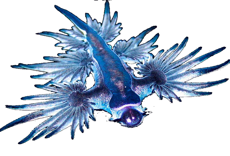 Aquatilium: Glaucus Atlanticus