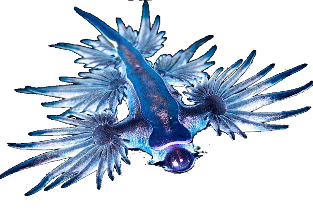 Aquatilium: Glaucus Atlanticus