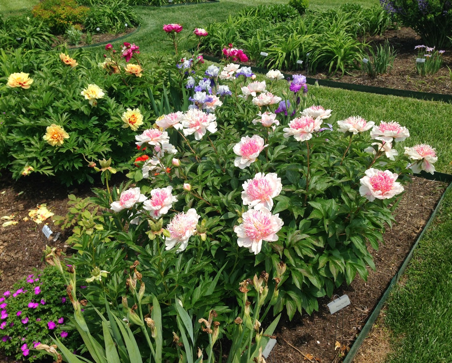 Creating Interest: Still Life with Peonies