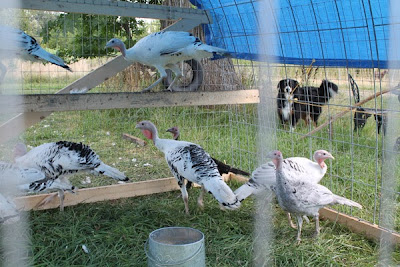 Antiquity Oaks: August 2013