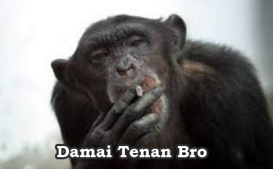 Kumpulan Meme Monyet | Kumpulan Meme Lucu