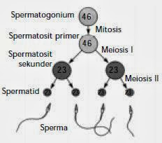 Penjelasan Tentang Gametogenesis | Biologi Indonesia