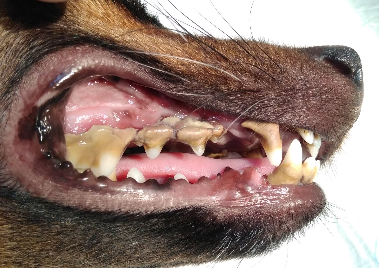 Clinica Veterinaria Burjassot 961131539 - Centro Veterinario Bitxos ...