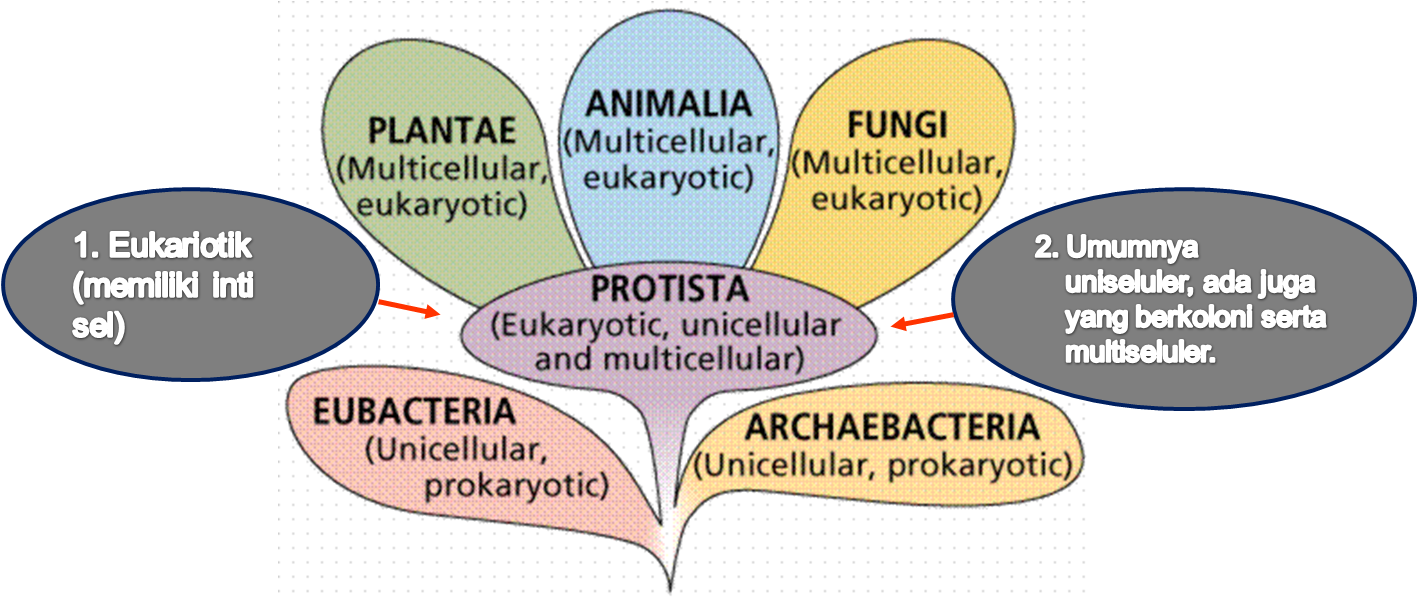 Kingdom Protista | Bukan Sekedar Materi